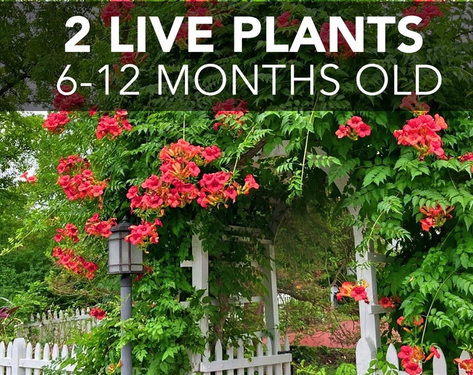 TWO (2) Red Trumpet Creeper Vines - Campsis Radicans - LIVE PLANTS ...