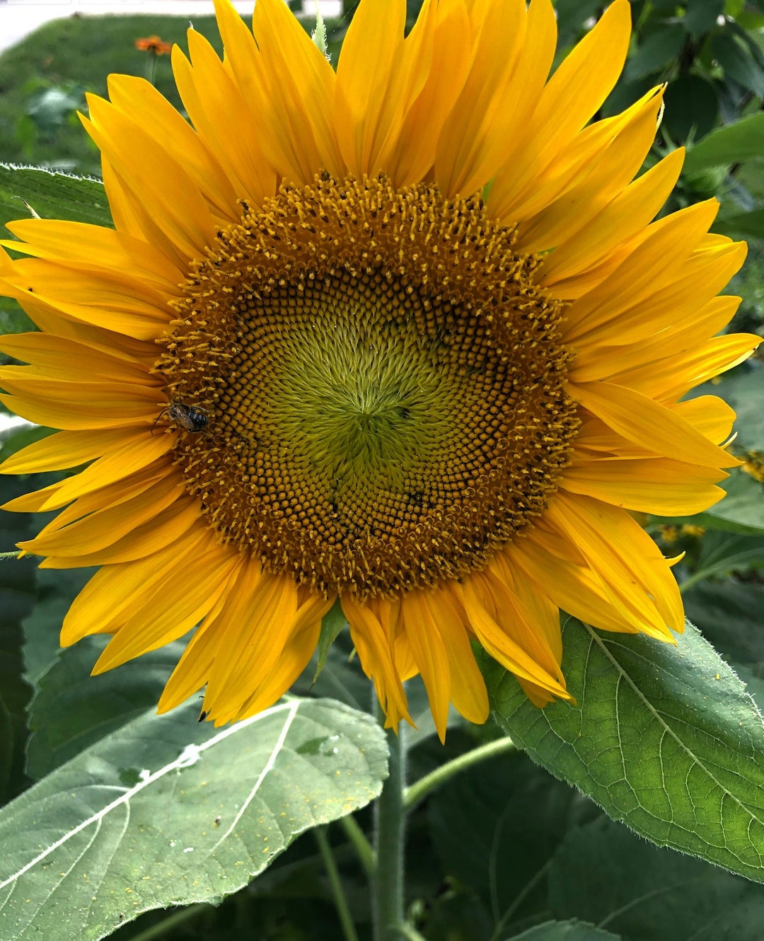 Dwarf Sunspot Sunflower Seeds 60 Seeds Organically Grown in USA Annual ...