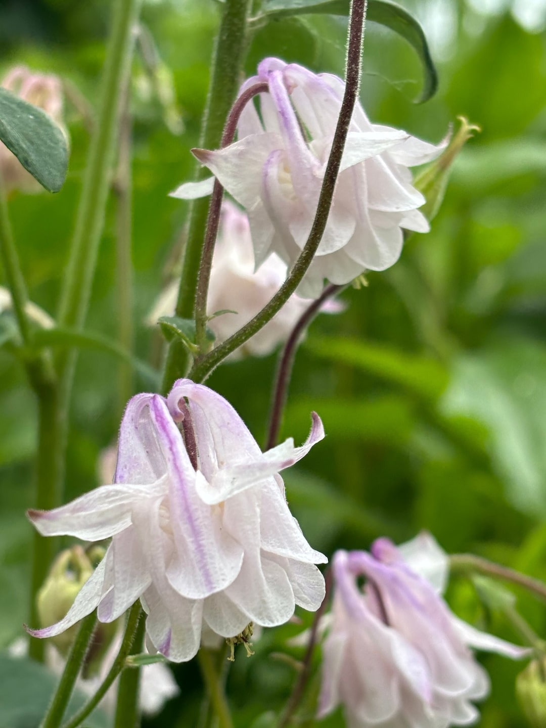 Rare Columbine Seed Mix - Choose Your Seed Quantity - White and Pale ...