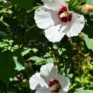 Rose of Sharon 'white' - 20 Seeds - Organically Grown in USA ...