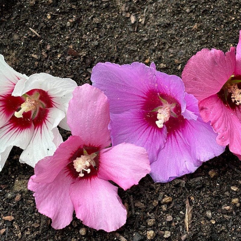 Rose of Sharon Plants - Etsy
