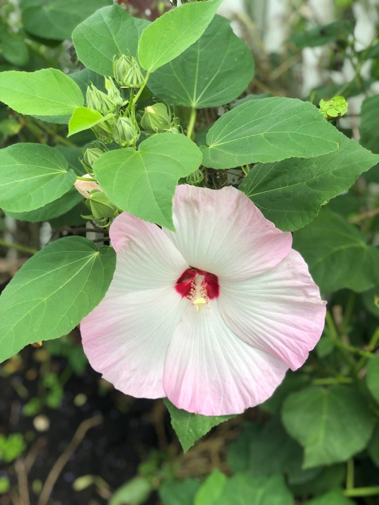 Luna Pink Swirl Hibiscus - HUGE BLOOMS - Choose Your Seed Quantity ...