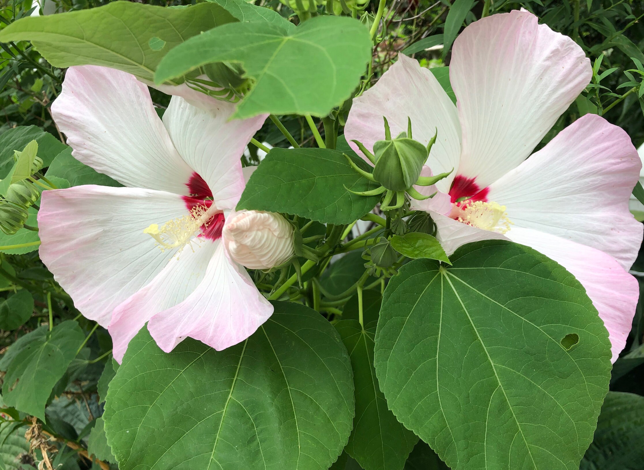 Luna Pink Swirl Hibiscus - HUGE BLOOMS - Choose Your Seed Quantity ...