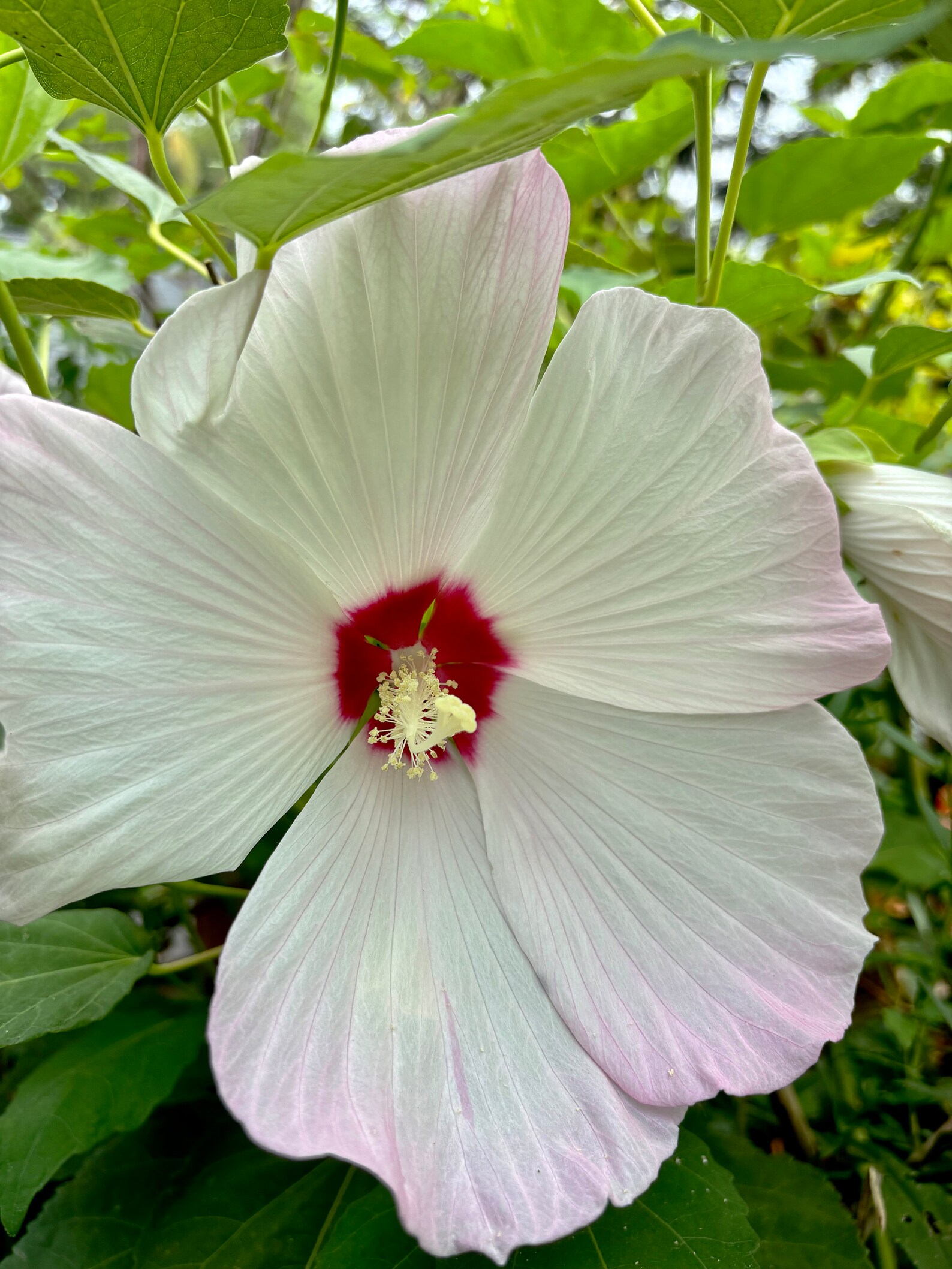 Luna Pink Swirl Hibiscus - HUGE BLOOMS - Choose Your Seed Quantity ...