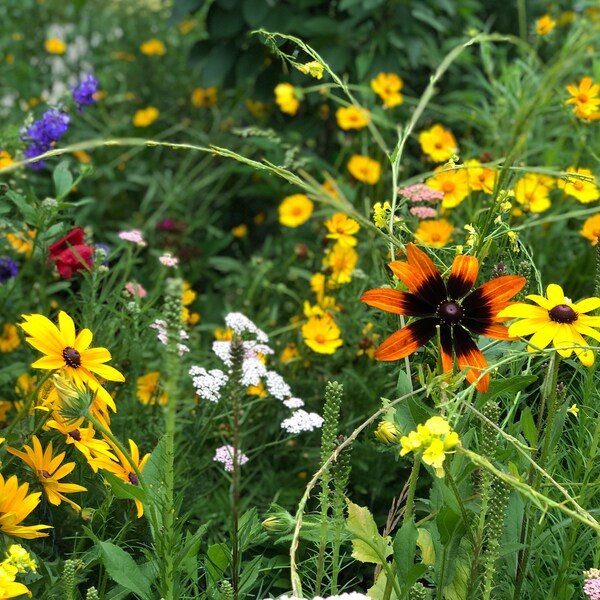 Perennial Flower Mix - Etsy