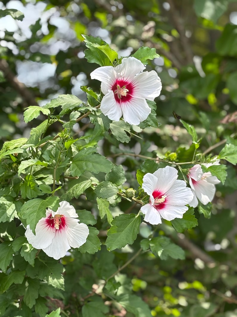 Rose of Sharon 'white' - 20 Seeds - Organically Grown in USA ...