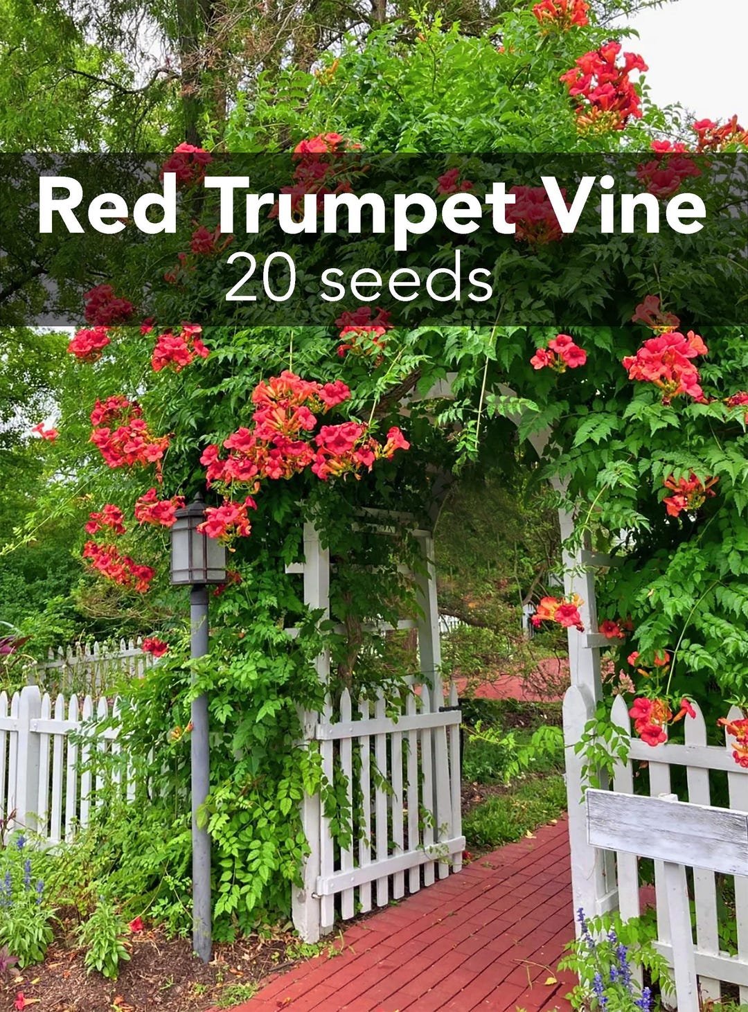 Red Trumpet Creeper Vine - 20 Seeds - Campsis Radicans - Organically Grown - Open-pollinated ...