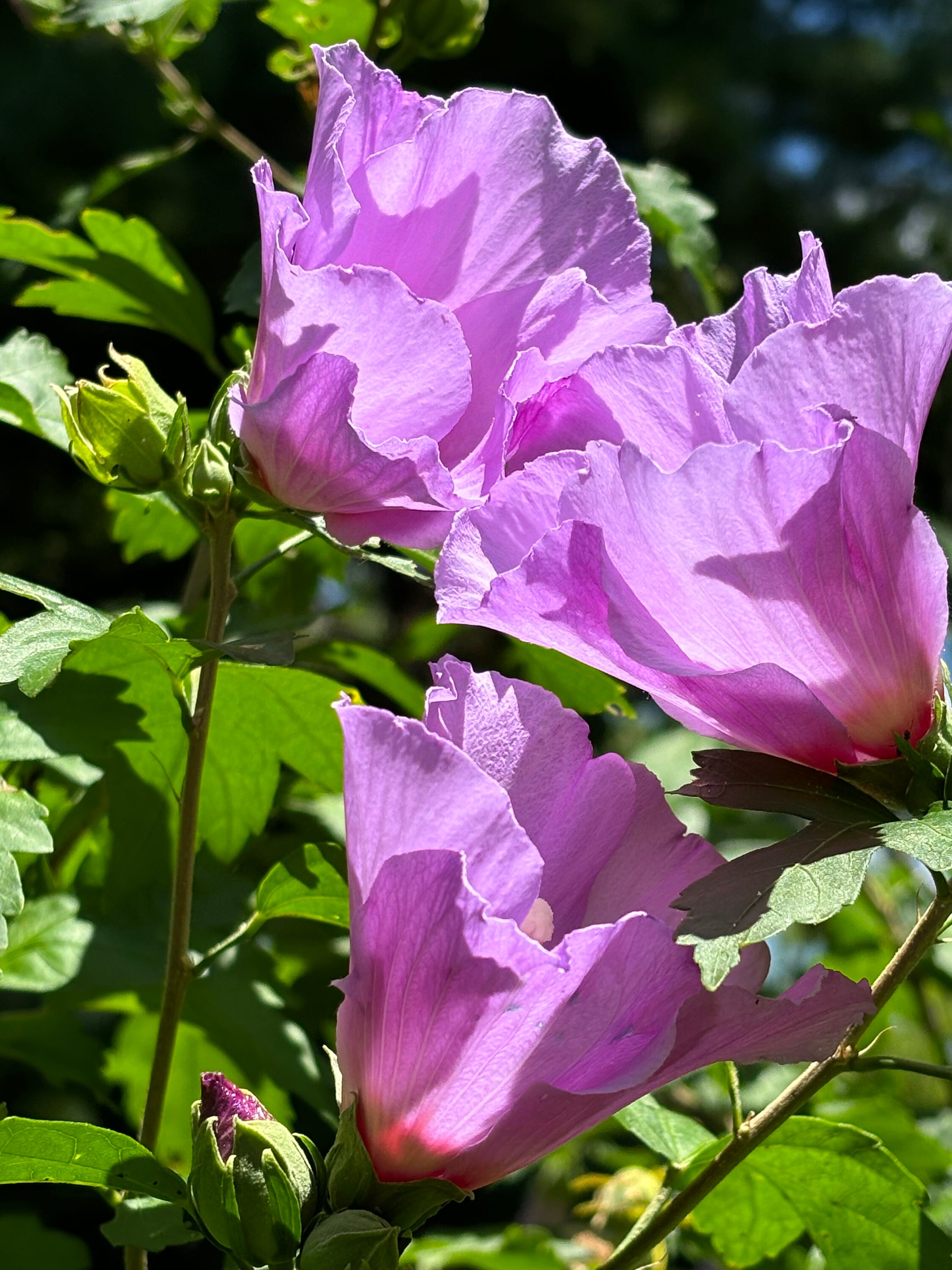 Rose of Sharon 'violet' - 20 Seeds - Organically Grown in USA ...
