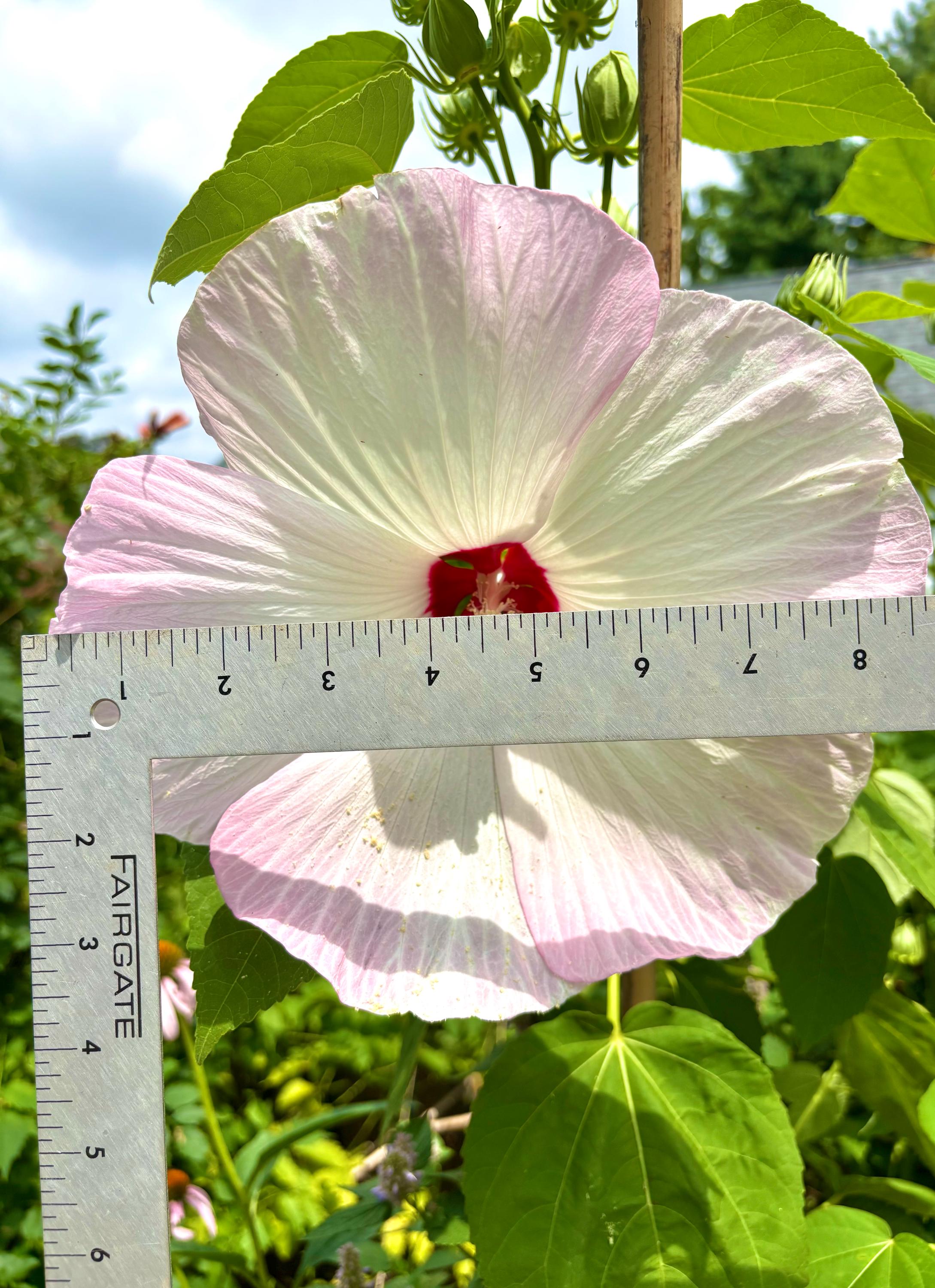 Luna Pink Swirl Hibiscus - HUGE BLOOMS - Choose Your Seed Quantity ...
