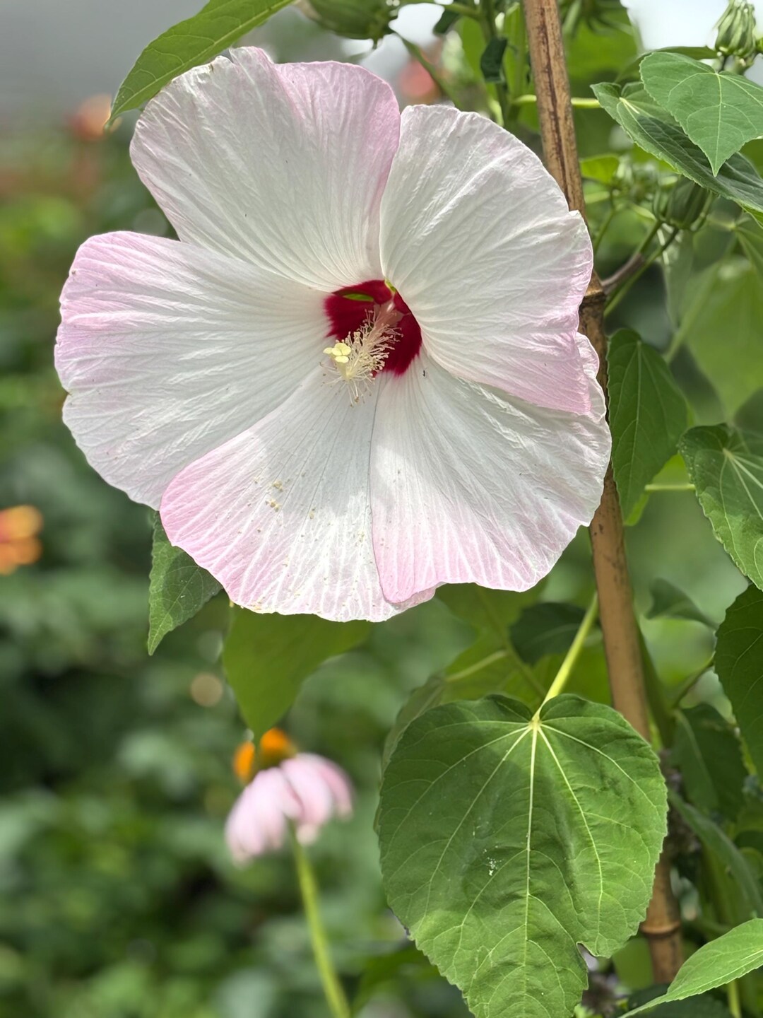 Luna Pink Swirl Hibiscus - HUGE BLOOMS - Choose Your Seed Quantity ...