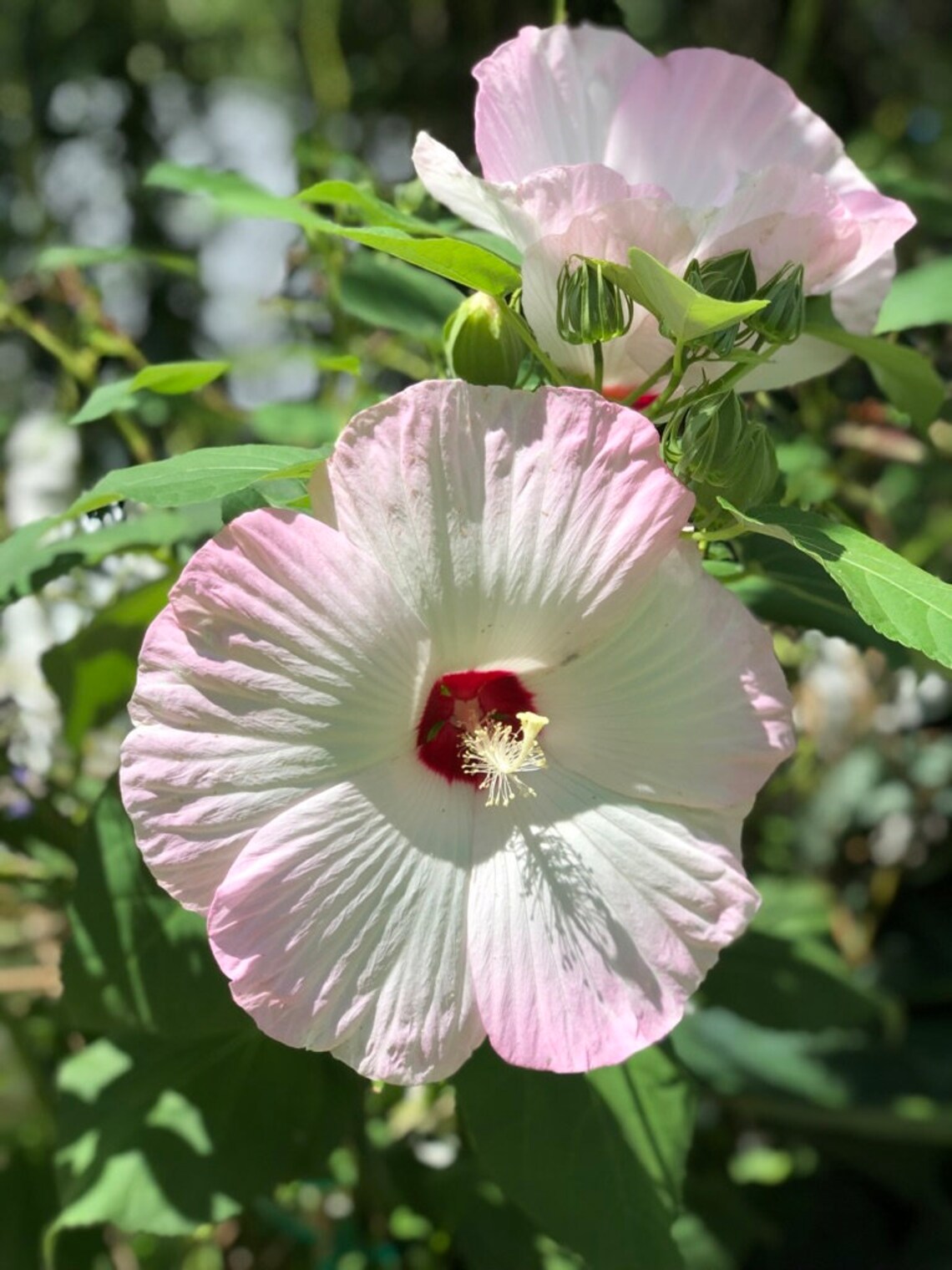 Luna Pink Swirl Hibiscus - Choose Your Seed Quantity - Organically ...