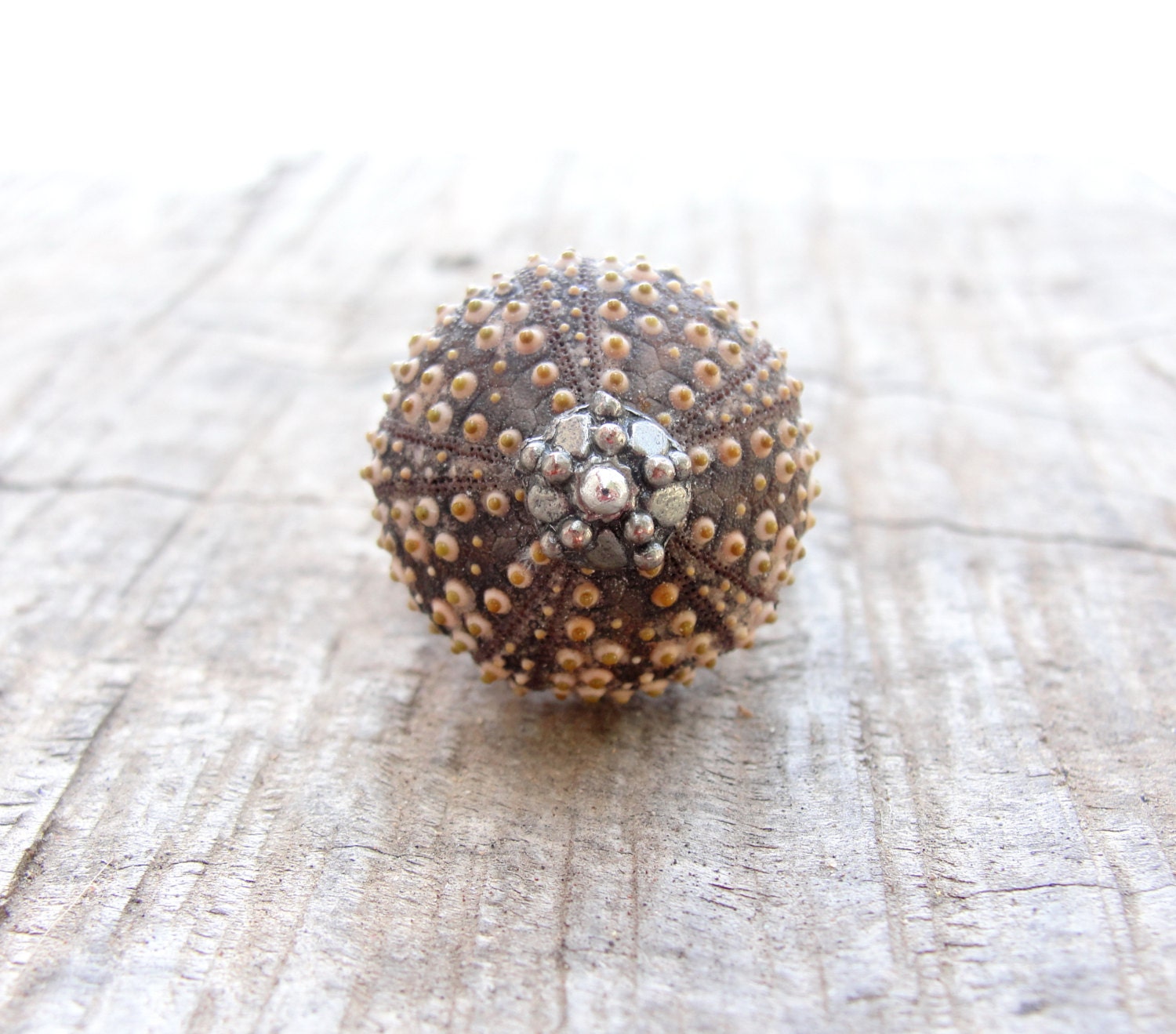 Sea Urchin Ring Sterling Silver Brown Sultan Ring - Etsy