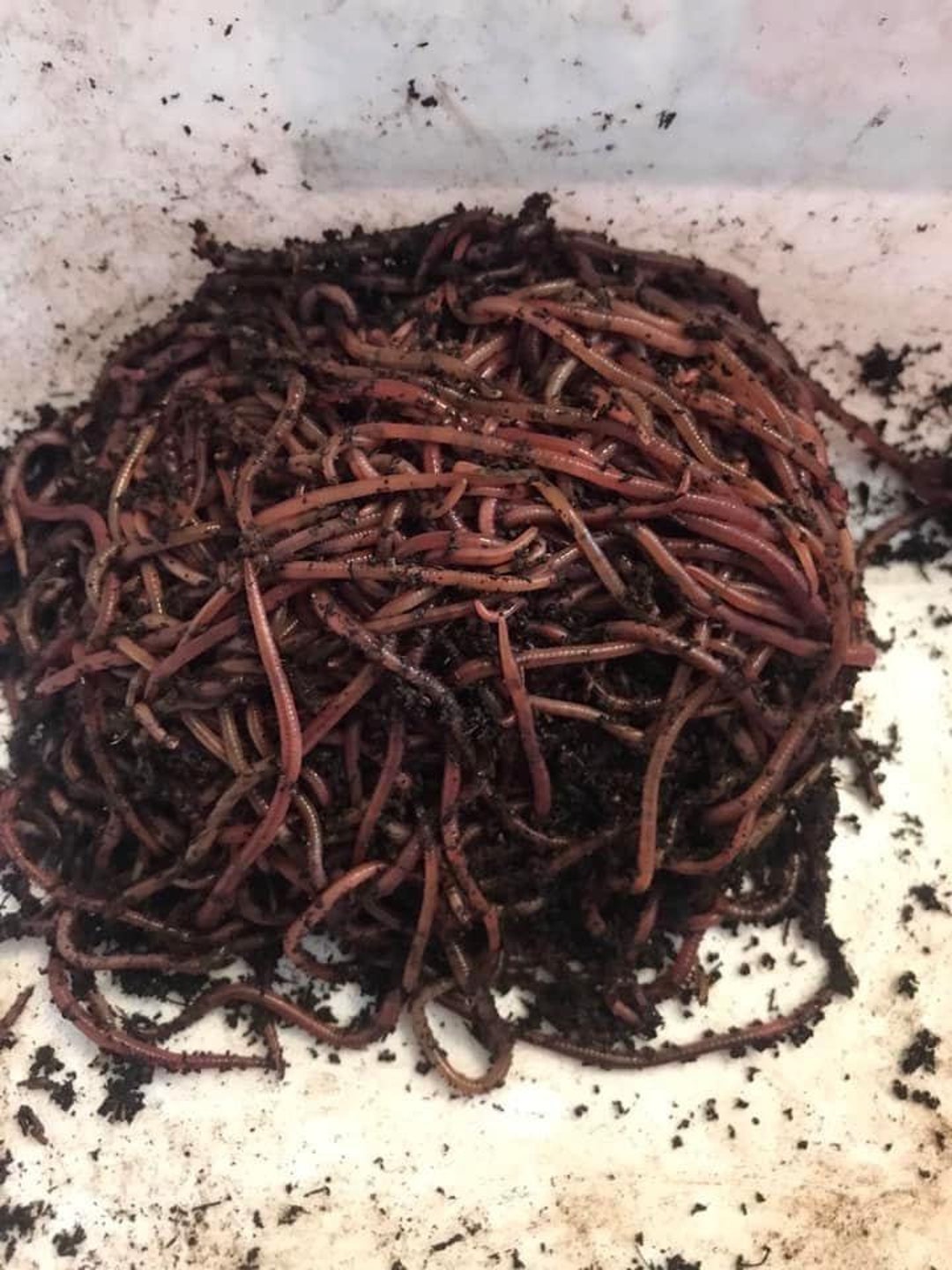 10,000 Red Wiggler Composting Worms - Etsy