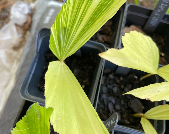 Rare Variegated Fishtail Palm Tree Caryota Mitis Live Rooted Seedling ...