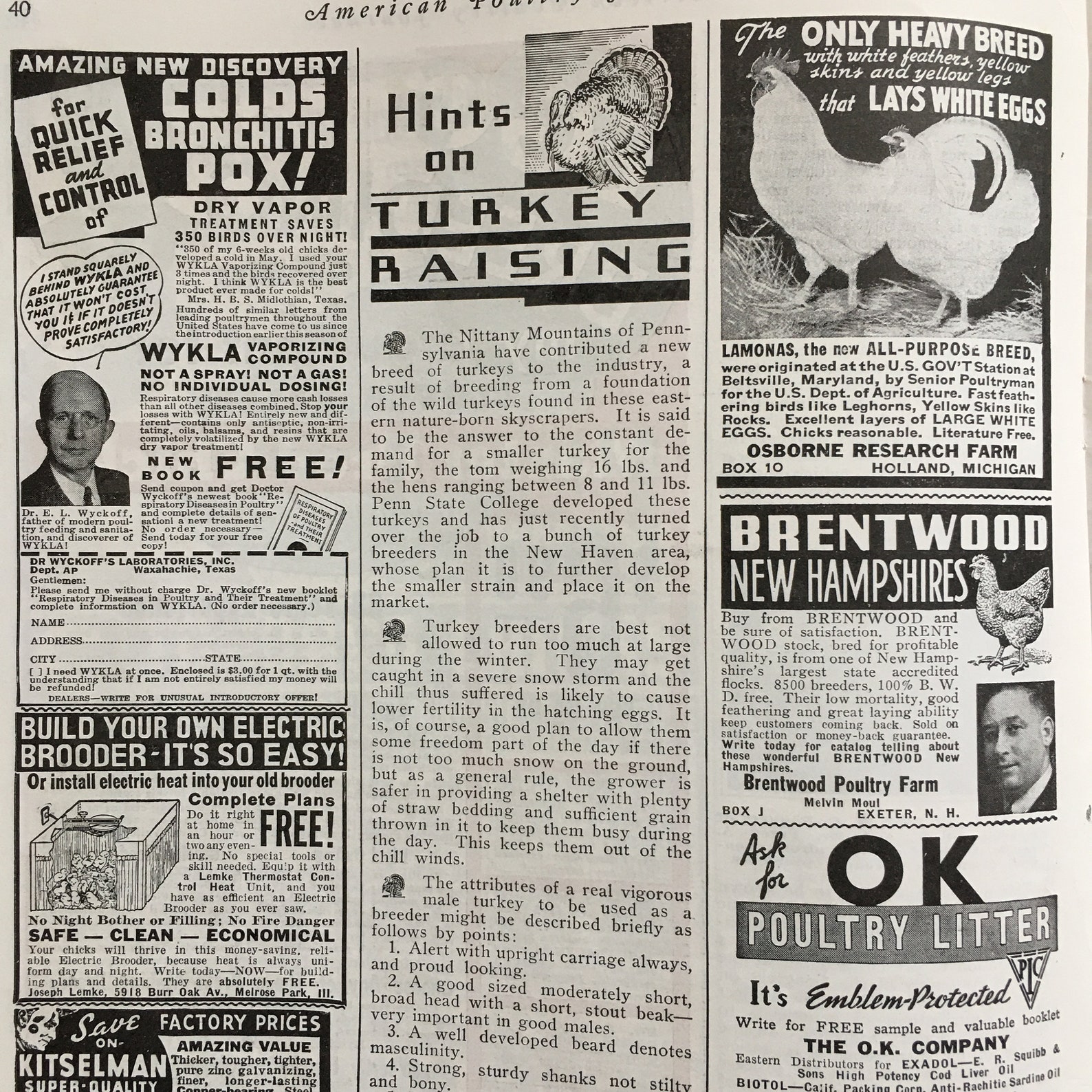 Vintage Chicken Breeding Raising Magazine American Poultry - Etsy