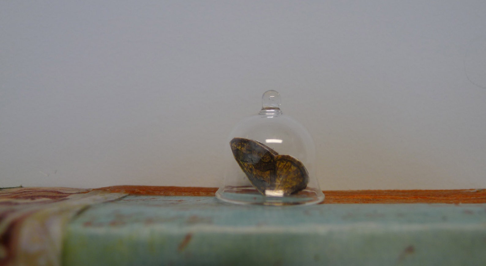 MINIATURE Glass Bell Jar Hand Blown and Sculpted by Jenn Goodale - Etsy