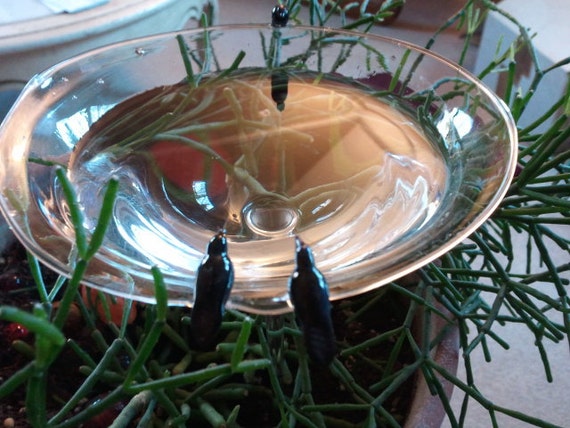 Bird Bath Watering Funnel for Plants Hand Blown and Sculpted - Etsy