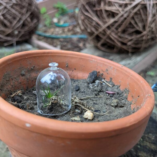Glass Bell Jars - Etsy