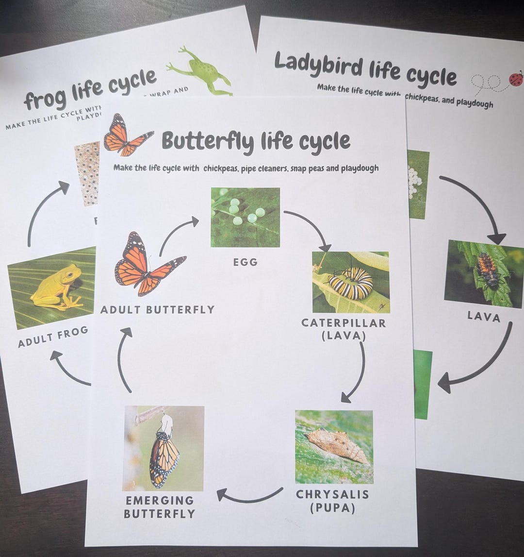 Life Cycle Bundle - Etsy