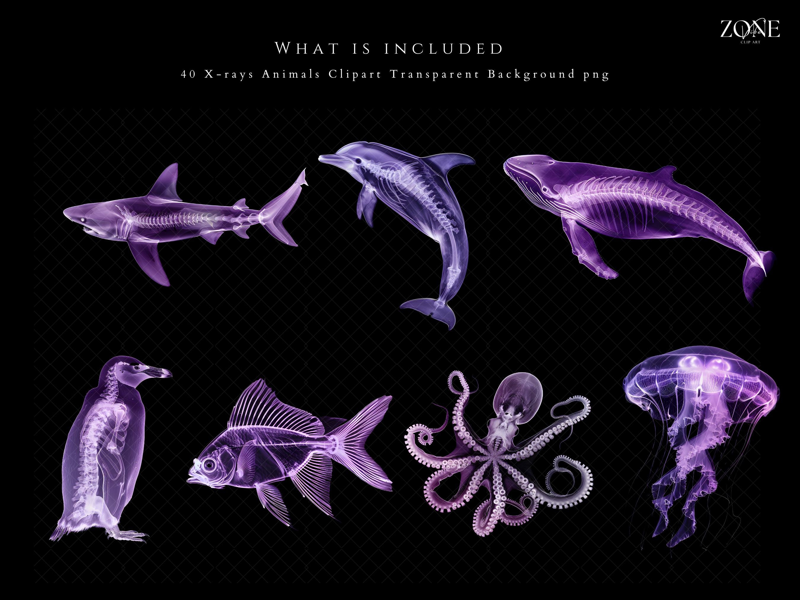 Purple X-ray Animals Clipart Pack Radiology Tech Animals Bones ...