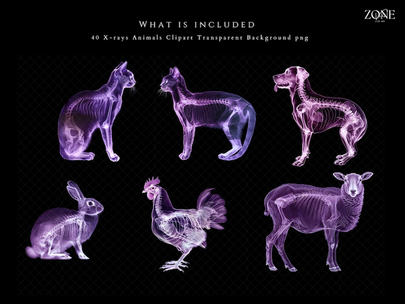 Purple X-ray Animals Clipart Pack Radiology Tech Animals Bones ...