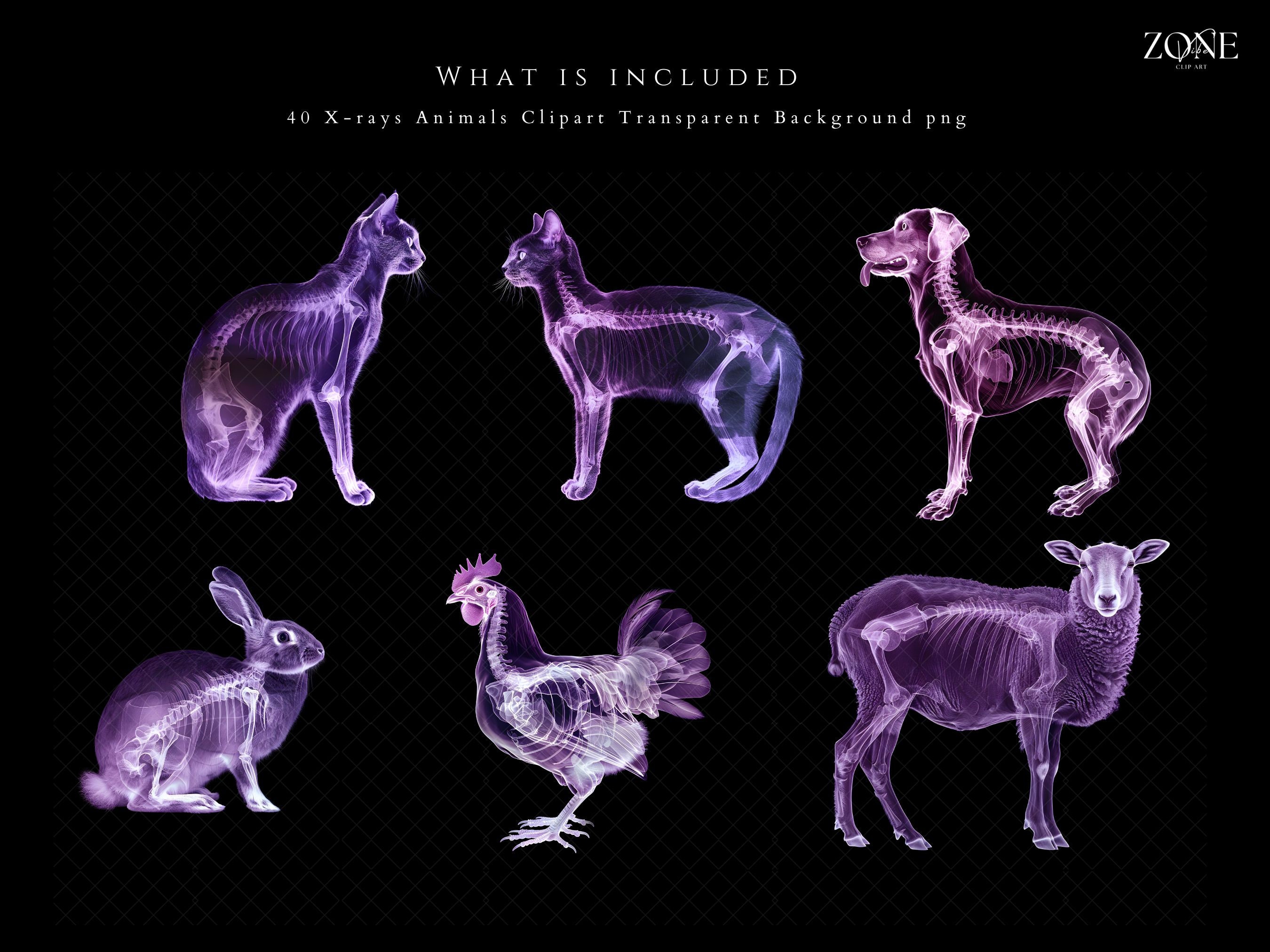 Purple X-ray Animals Clipart Pack Radiology Tech Animals Bones ...