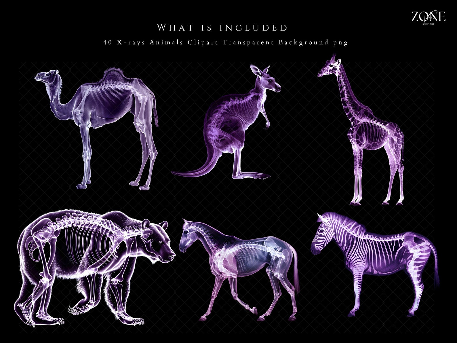 Purple X-ray Animals Clipart Pack Radiology Tech Animals Bones ...