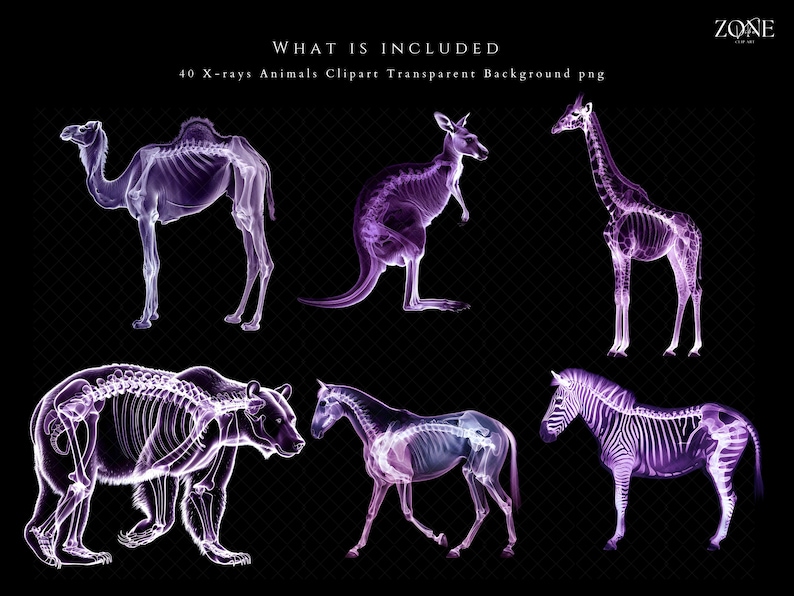 Purple X-ray Animals Clipart Pack Radiology Tech Animals Bones ...