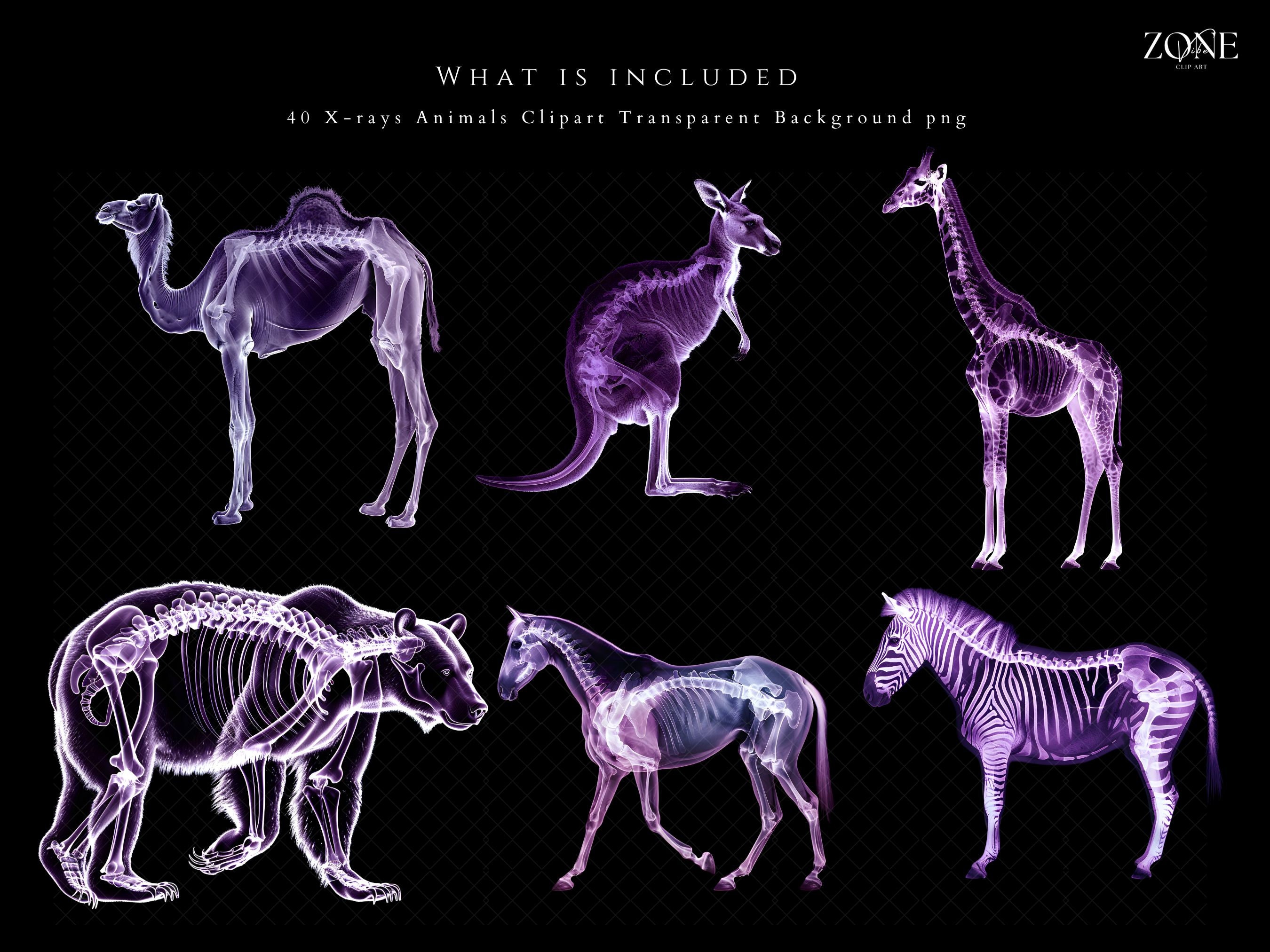 Purple X-ray Animals Clipart Pack Radiology Tech Animals Bones ...