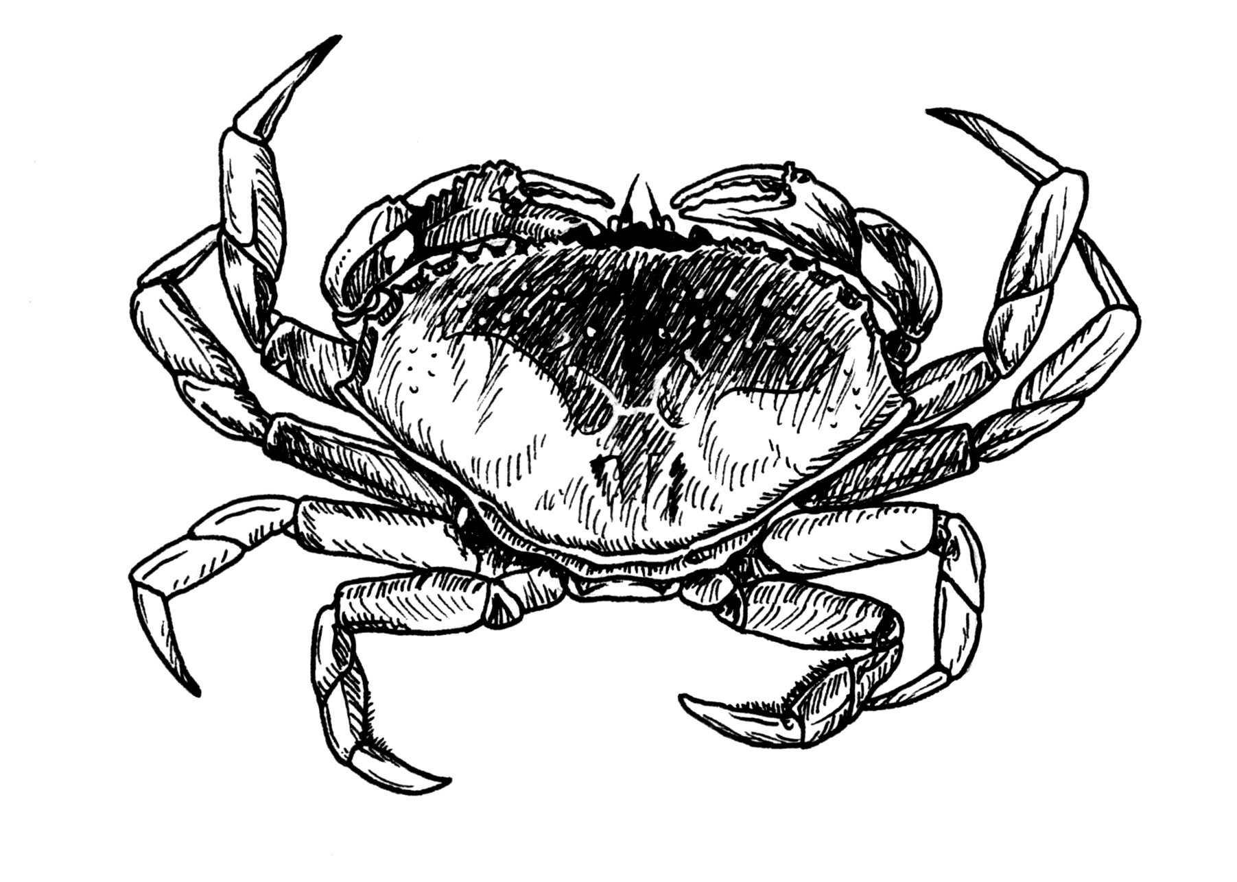 Crab Ink Drawing - Etsy