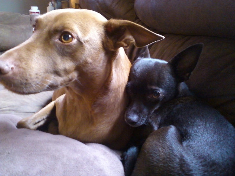 Puppies, Dogs, Best Friends, Forever Pals, Puppy Love, Dog Friendship ...