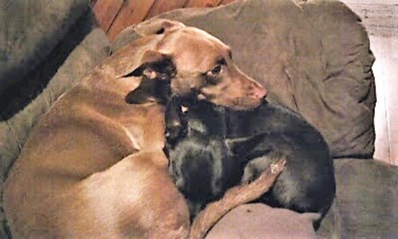 Puppies, Dogs, Best Friends, Forever Pals, Puppy Love, Dog Friendship ...
