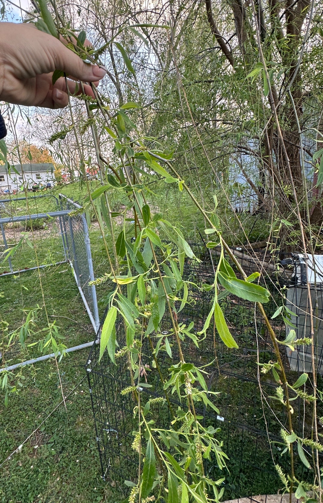 Weeping Willow Cuttings For Sale