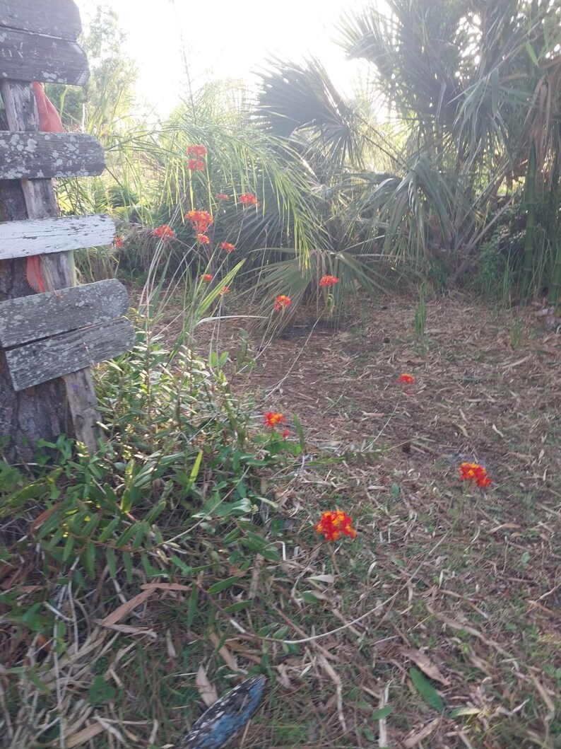 Exotic Tropical Epidendrum Radicans fire Star Red/orange/yellow Orchid ...