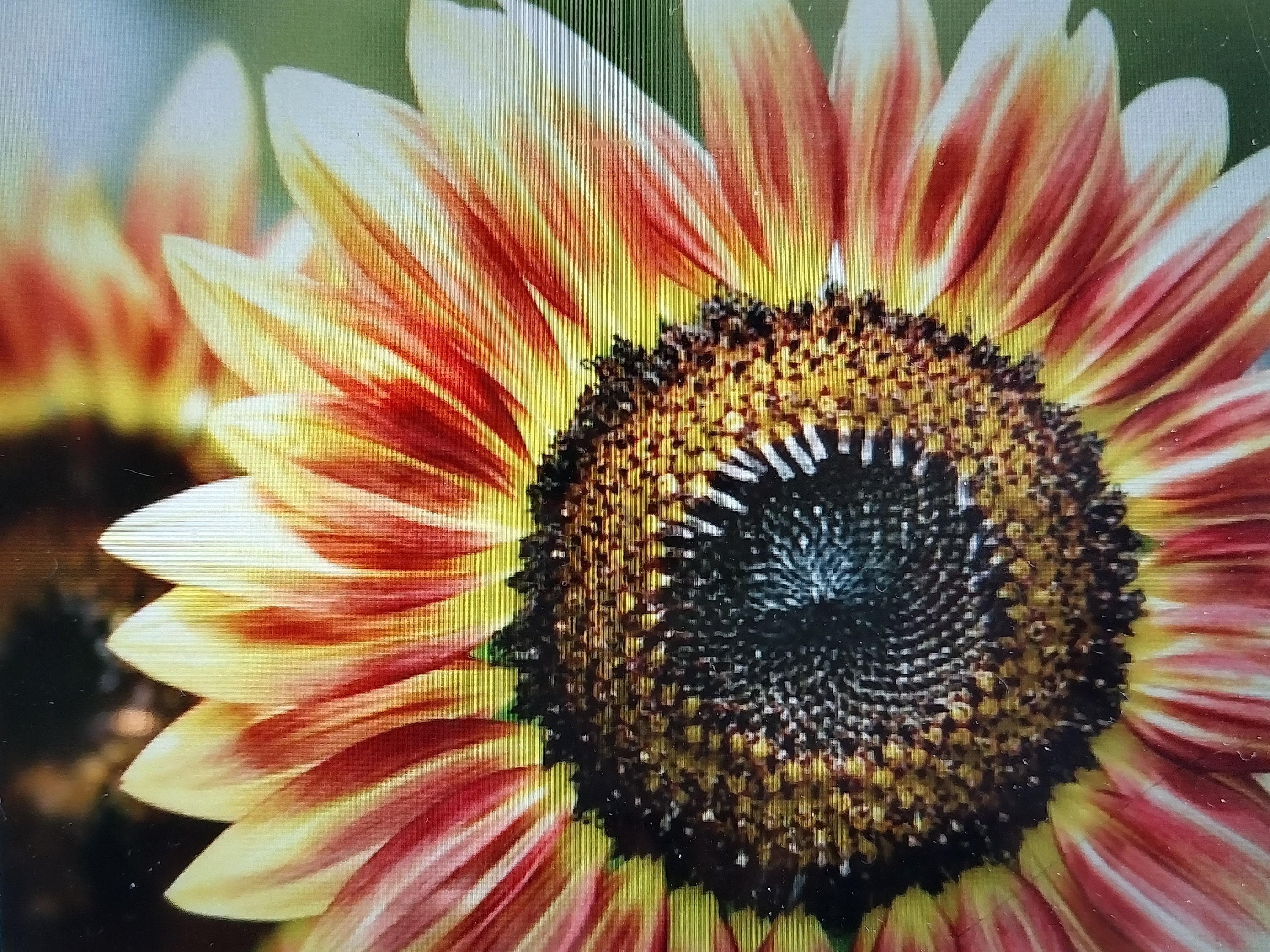 Hand Crafted Glass Seed Jars With Cork, Charms, and Unique and ...