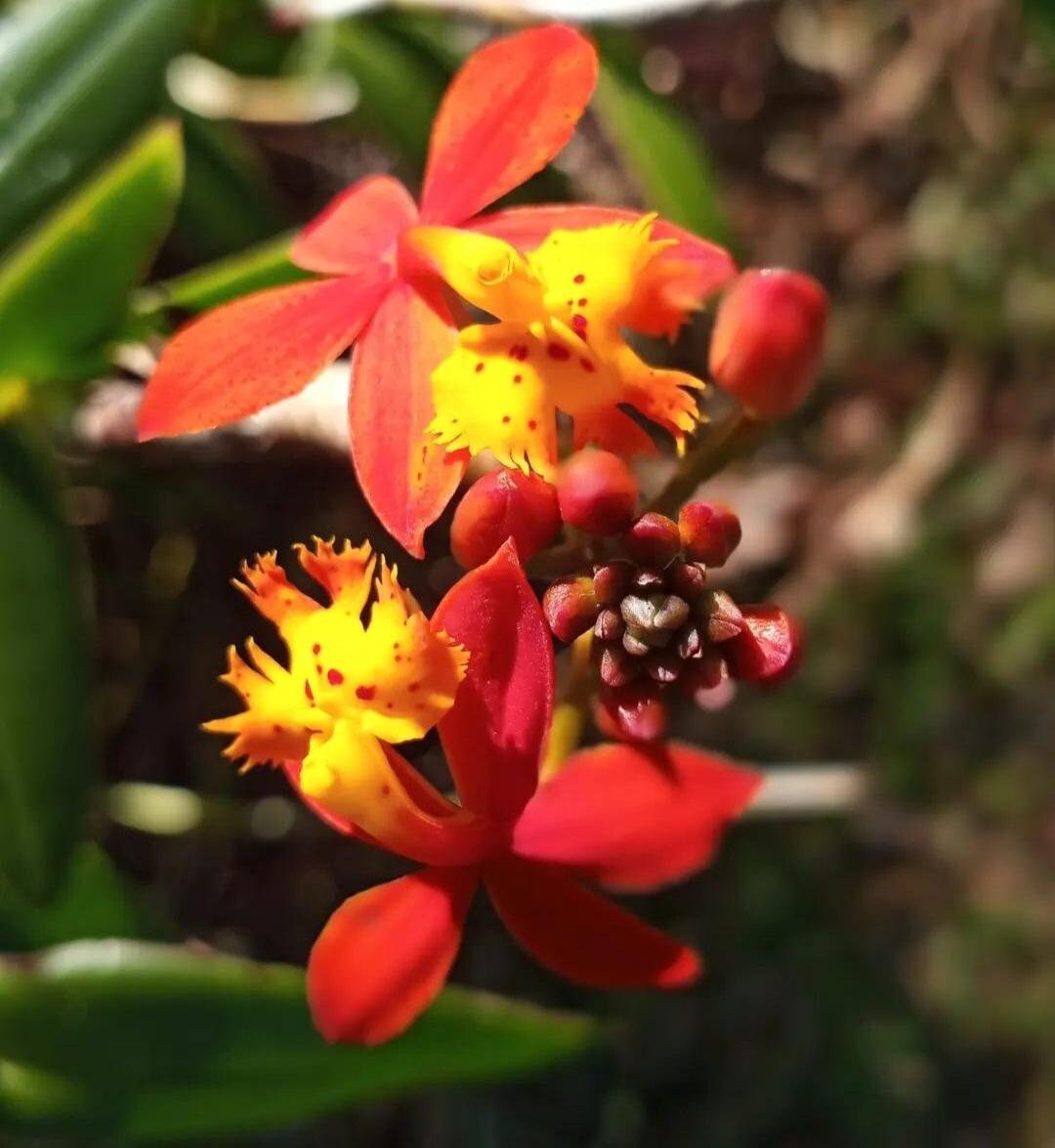 Exotic Tropical Epidendrum Radicans fire Star Red/orange/yellow Orchid ...