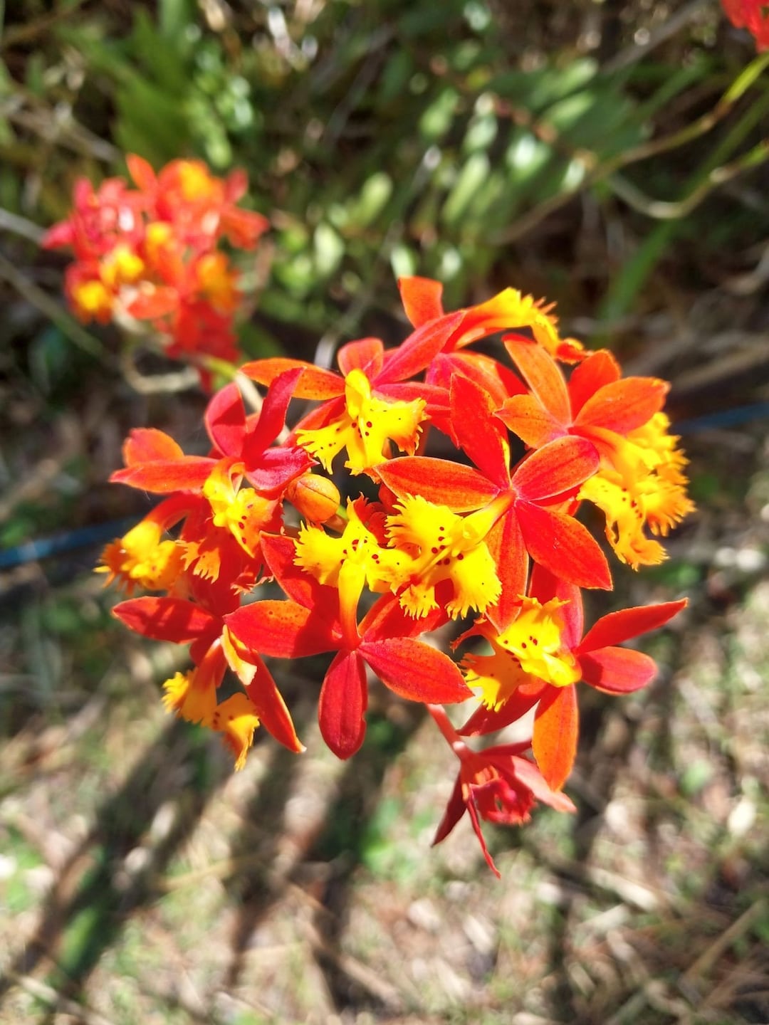 Exotic Tropical Epidendrum Radicans fire Star Red/orange/yellow Orchid ...