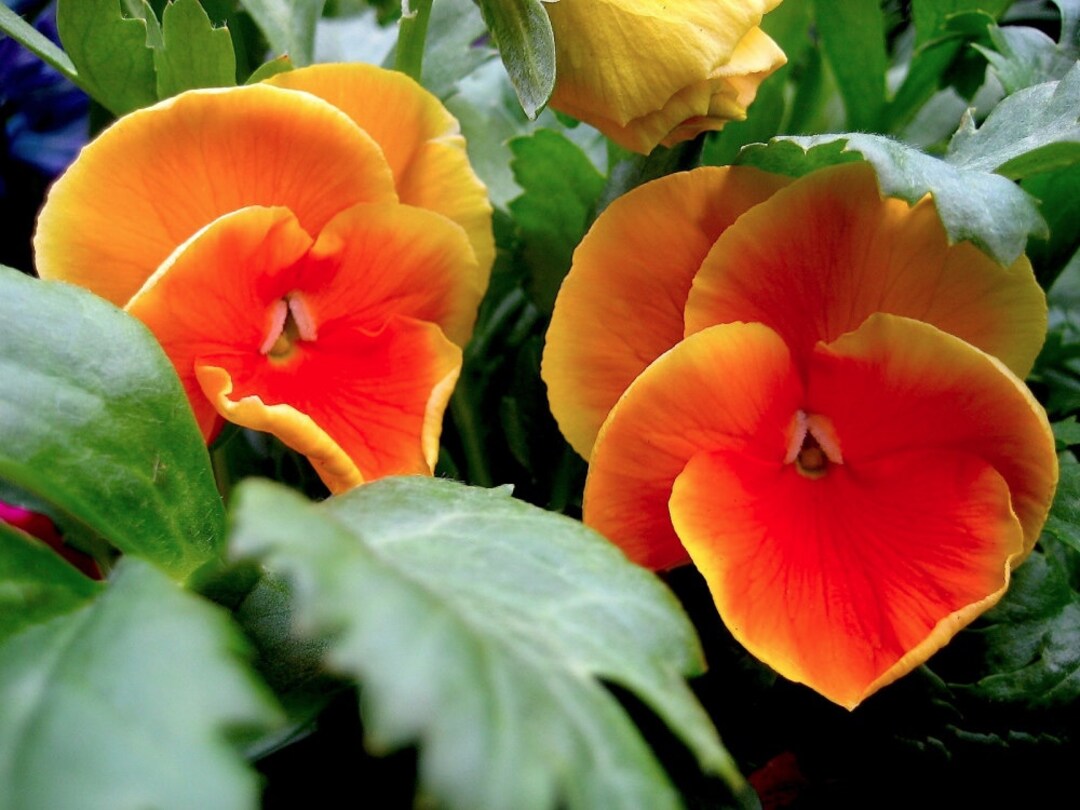 Blank Note Card Set; Fine Art Photographic Note Cards, Scenic/ as Scene ...