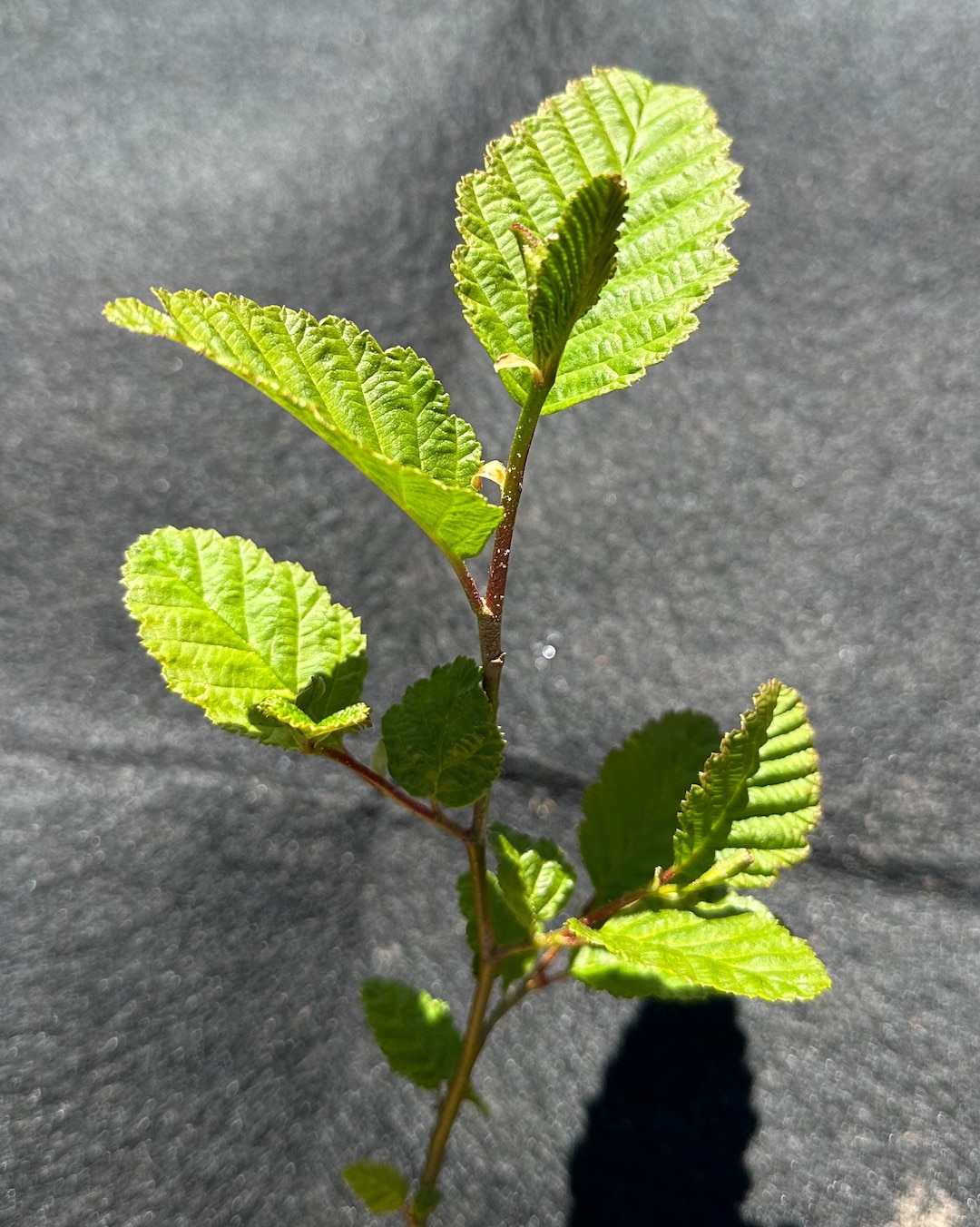 Red Alder Sapling bare-root - Etsy