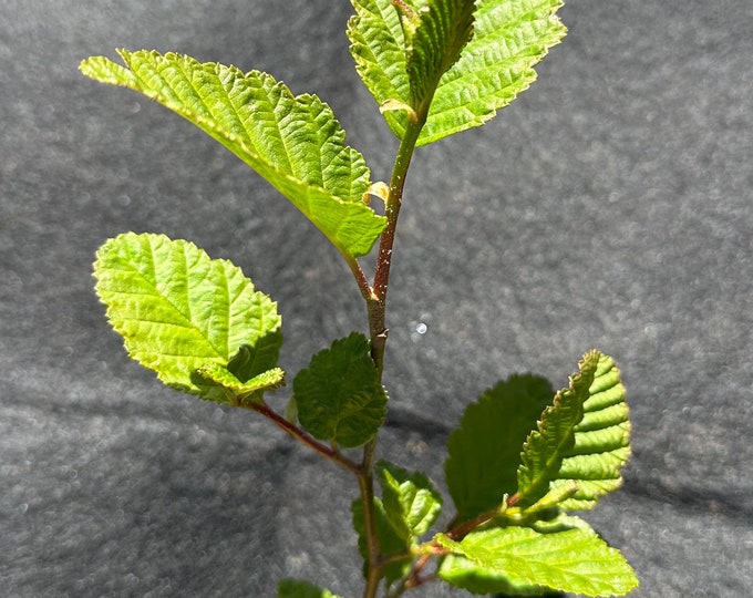 Red Alder Sapling bare-root - Etsy