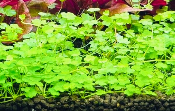 Hydrocotyle Tripartita Mini / Hydrocotyle Tripartita Sp. Japan / Mini ...