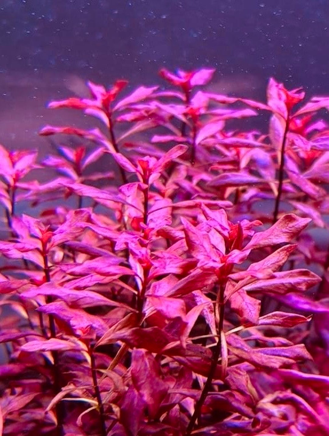 Ludwigia Super Red Mini BUY3GET1FREE Freshwater Easy Live Aquarium Red ...