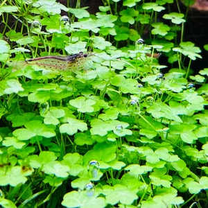 Hydrocotyle Tripartita Mini / Hydrocotyle Tripartita Sp. Japan / Mini ...