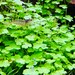 Hydrocotyle Tripartita Mini / Hydrocotyle Tripartita Sp. Japan / Mini ...