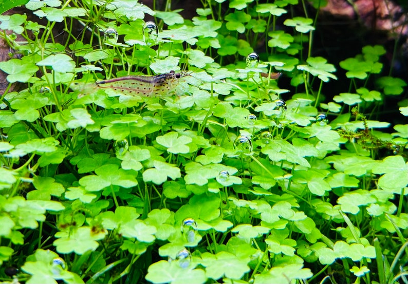 Hydrocotyle Tripartita Mini / Hydrocotyle Tripartita Sp. Japan / Mini ...