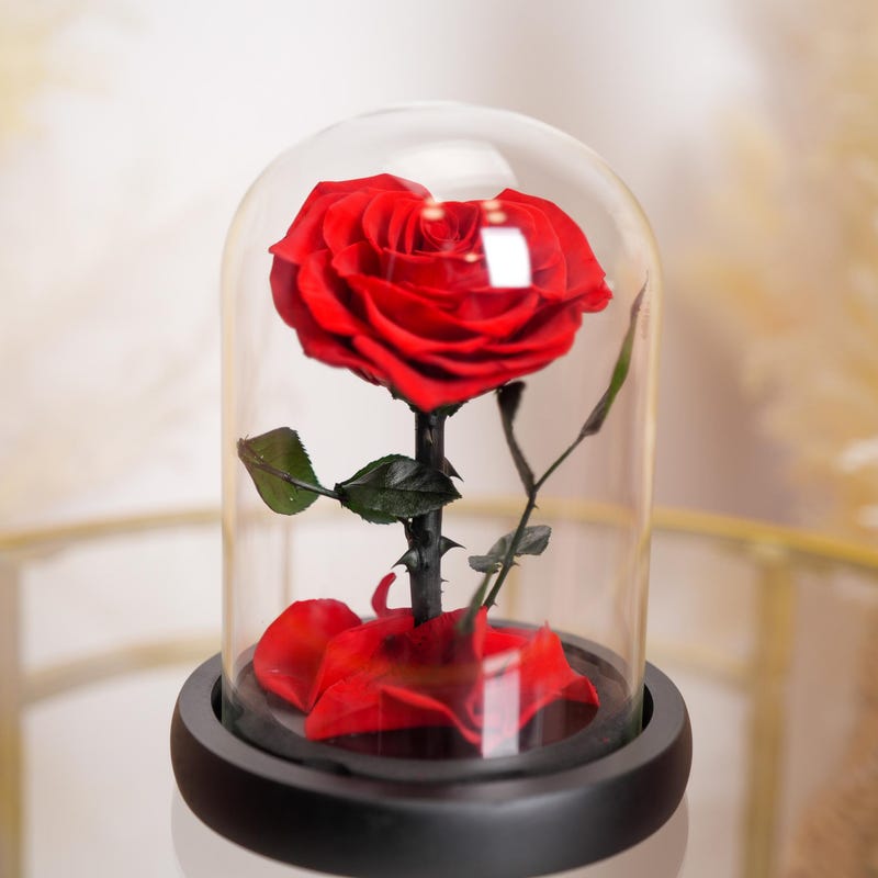 Rose in Glass Dome - Etsy
