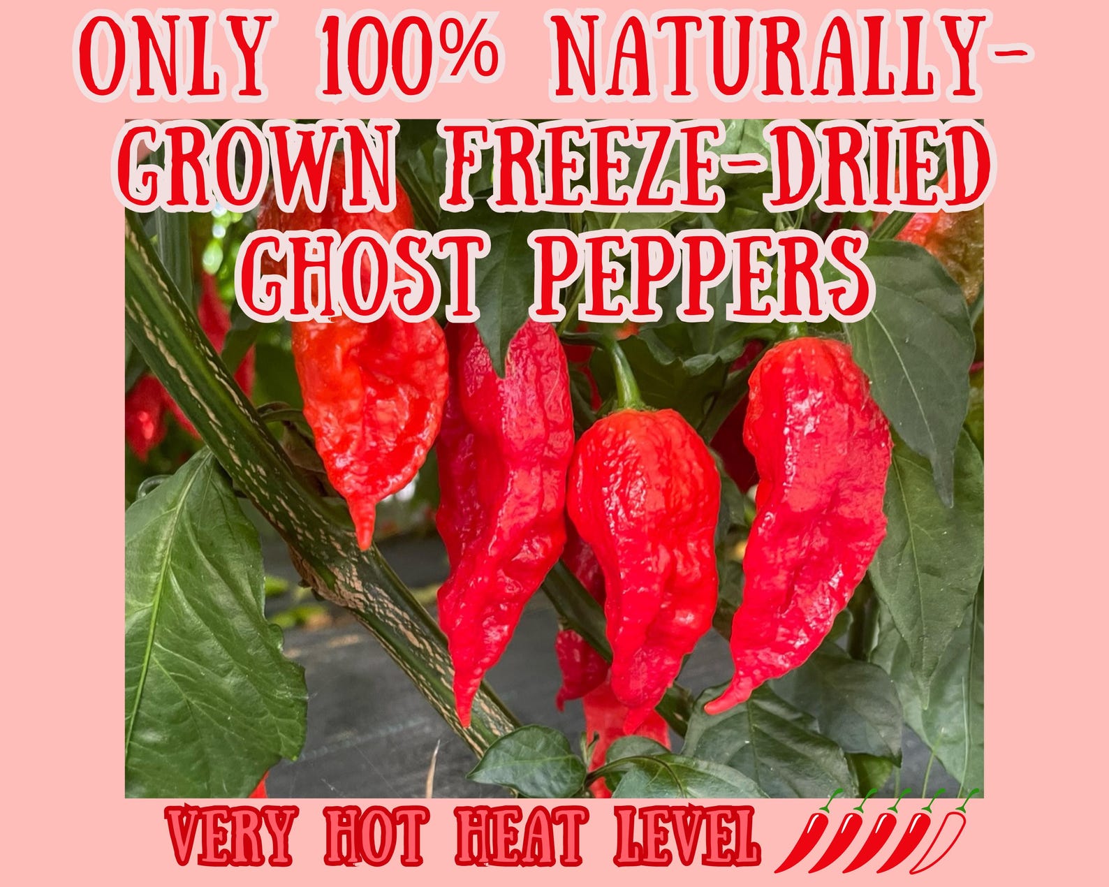 Freeze Dried Ghost Pepper Powder Freeze Dried Peppers for Sauces and ...