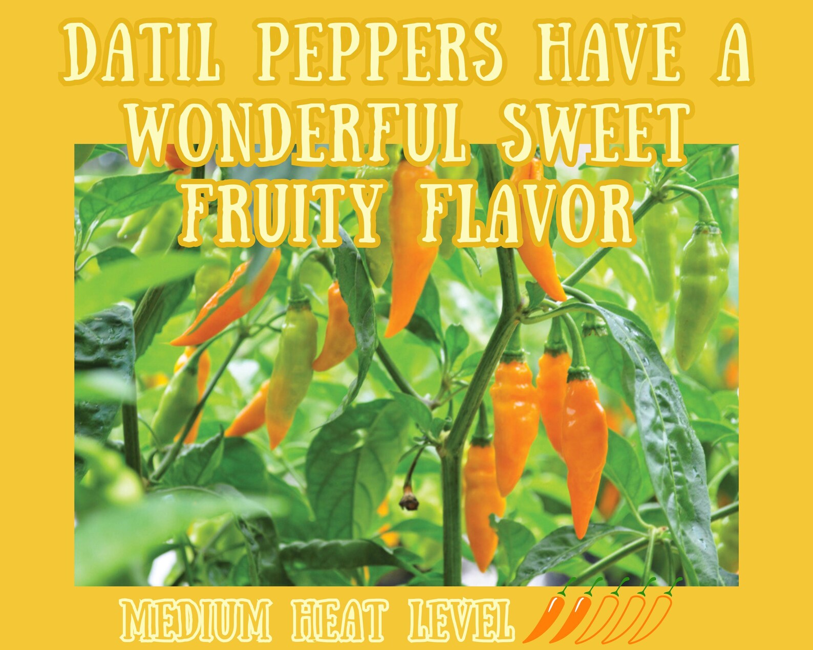 Datil Pepper Hot Honey 5oz | Sweet and Spicy Hot Honey - Etsy
