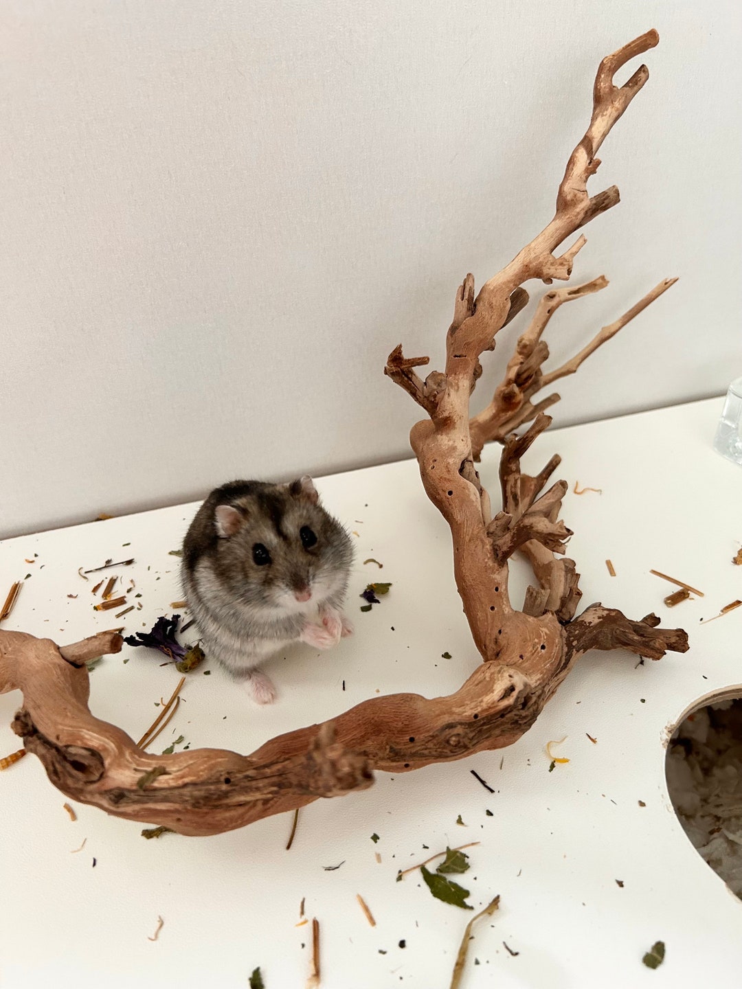 Hamster Vine Branch/ Natural Hamster Enclosure Item - Etsy UK