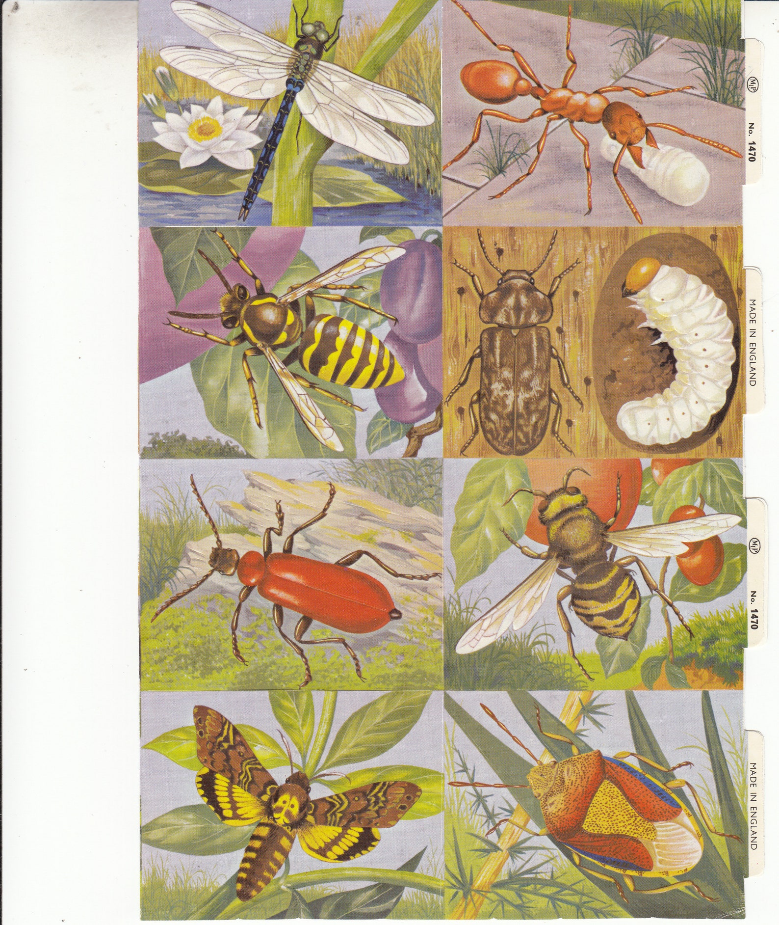 Bugs MLP 1470 Scrap Die-cut Sheet of 16 New Old Stock England - Etsy